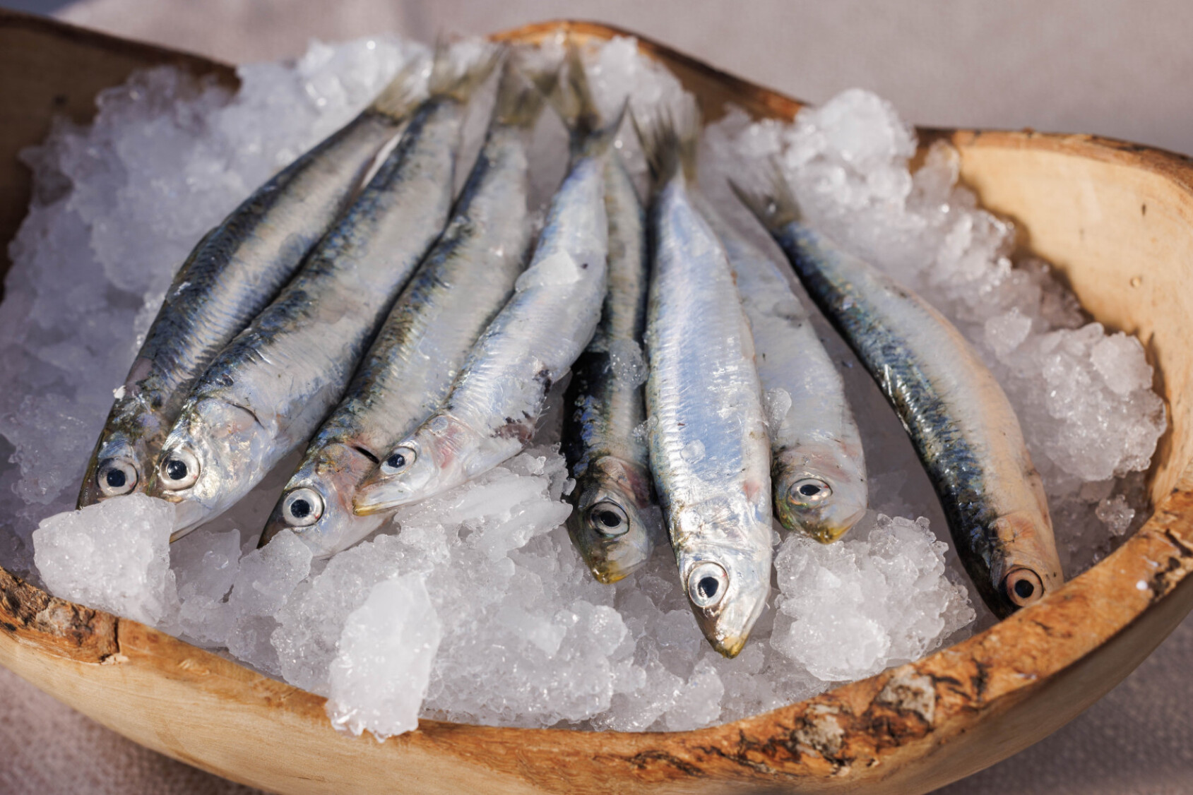 Days of Sardine the Queen | Izola